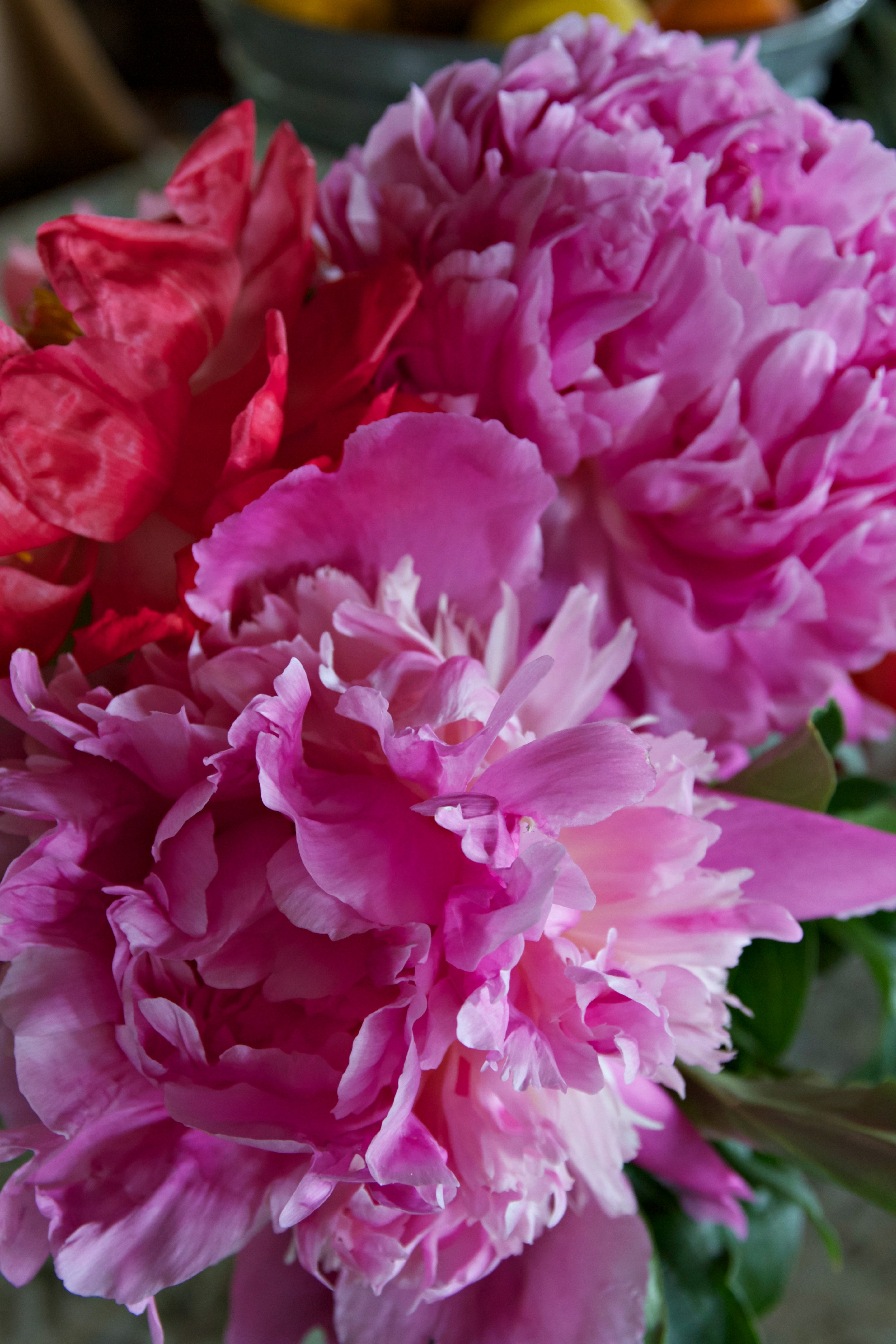 On Peonies and Masticated Orange Sunrise Juice » Just a Smidgen