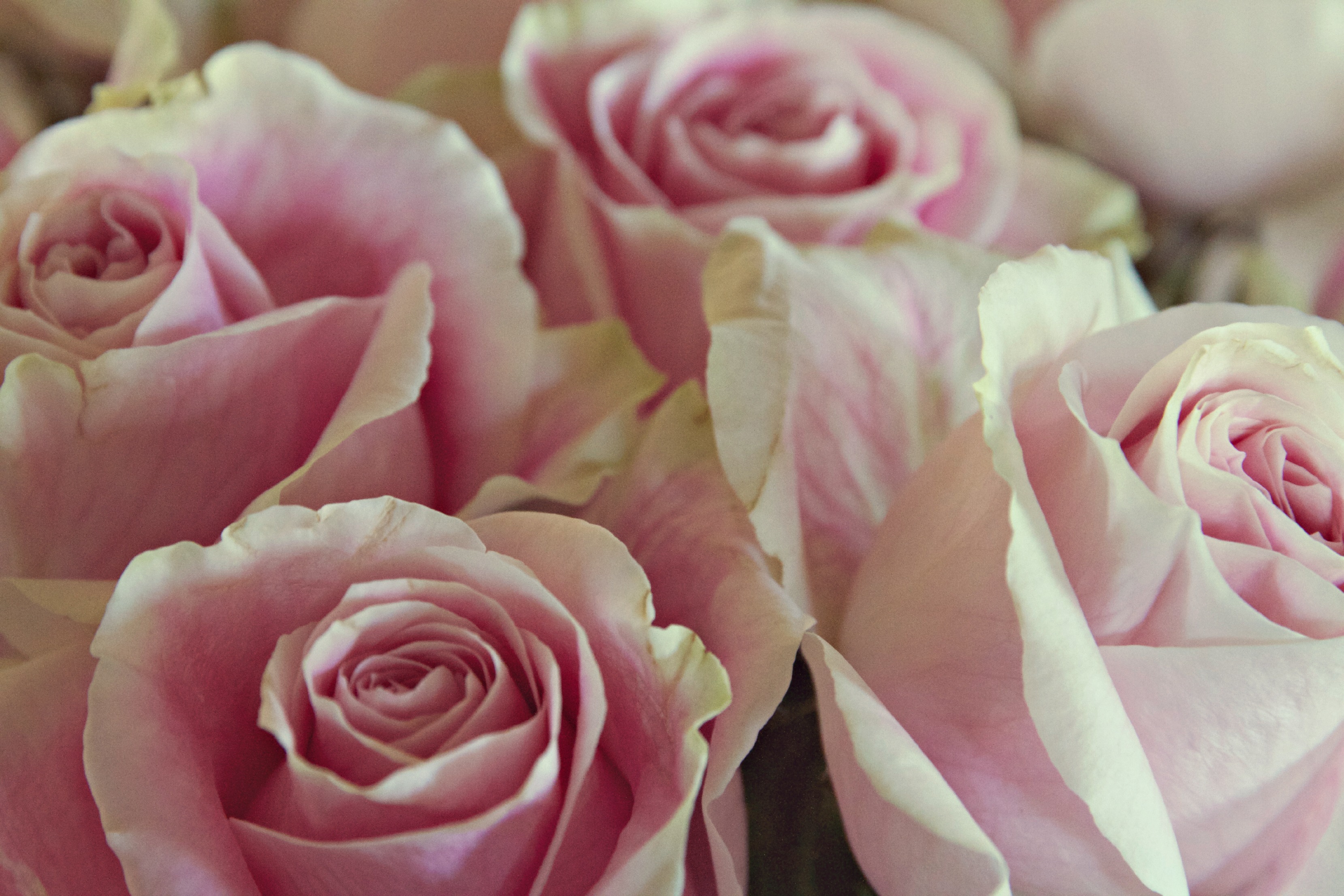 “A single rose can be my garden.. a single friend my world.” » Just a ...